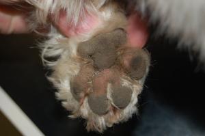 Clinical case: Case of pododermatitis treated with ciclosporin