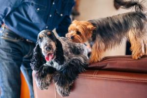 Home [vet-za.virbac.com]